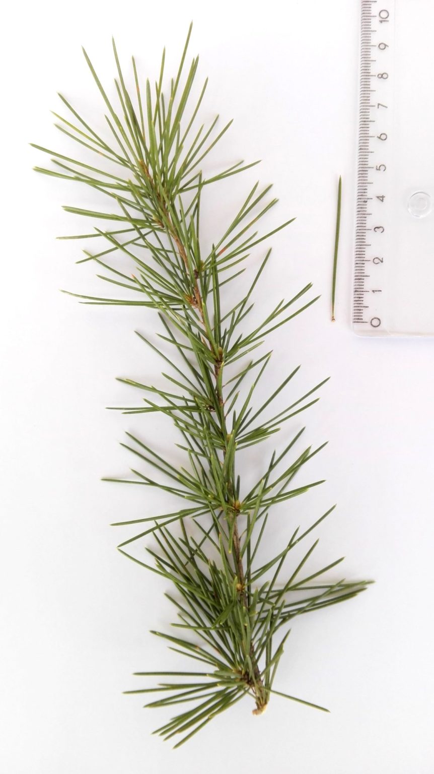 Exotische Bäume – StadtGrün Heidelberg