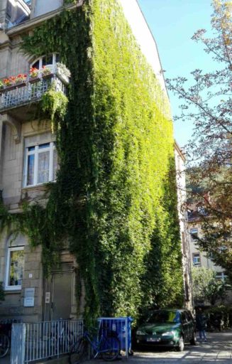 Frisches Grün für graue Fassaden – StadtGrün Heidelberg
