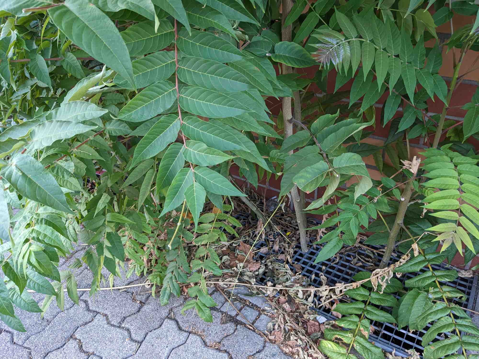 Allgegenwärtig: der Götterbaum – StadtGrün Heidelberg