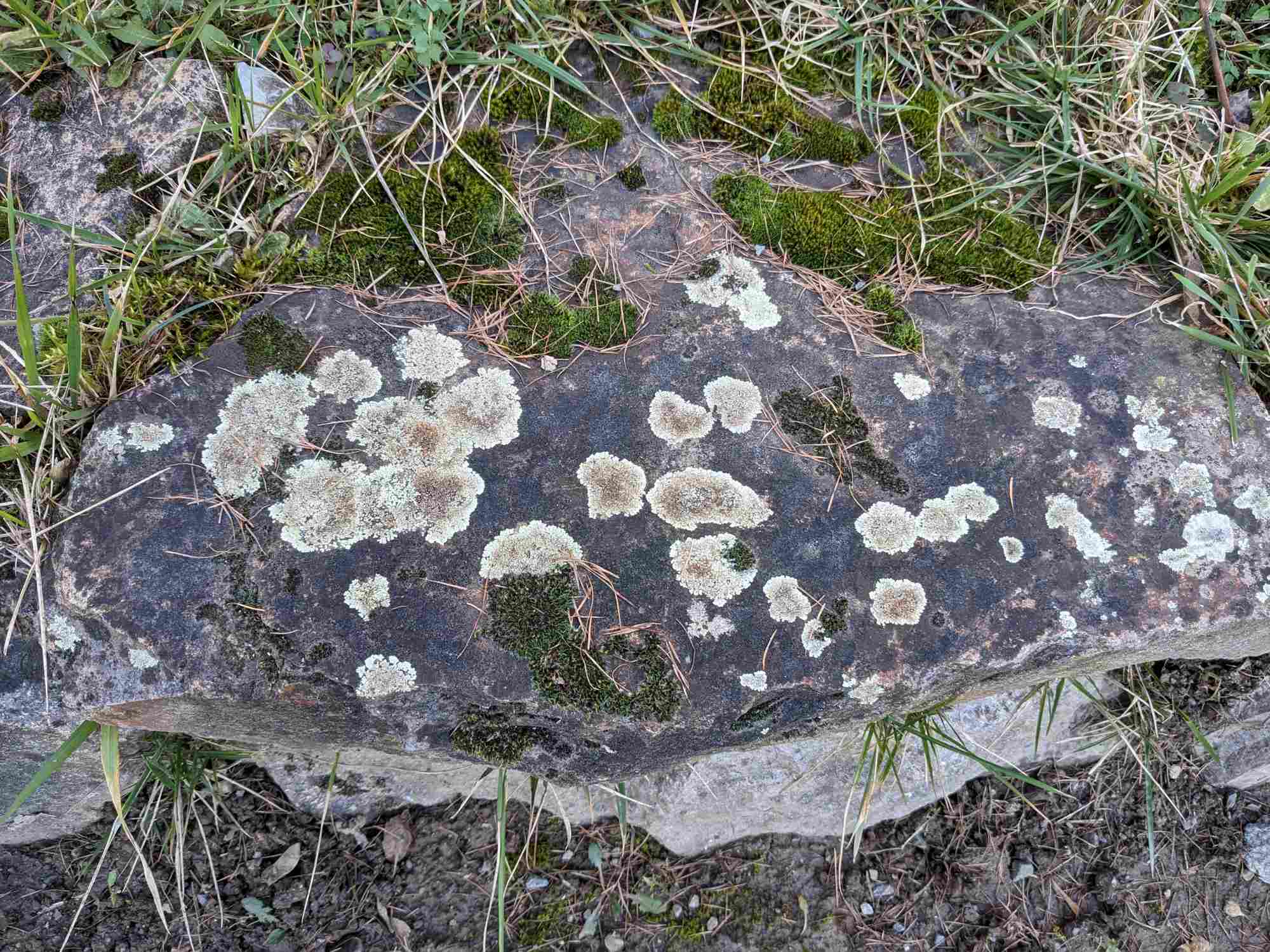 Verkannte „Mauerblümchen“: Flechten – StadtGrün Heidelberg
