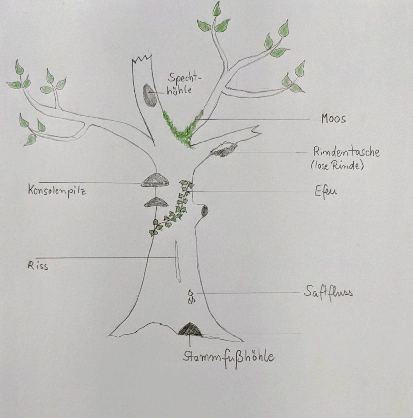 Habitatbäume – Lebensgrundlage für viele Arten – StadtGrün Heidelberg
